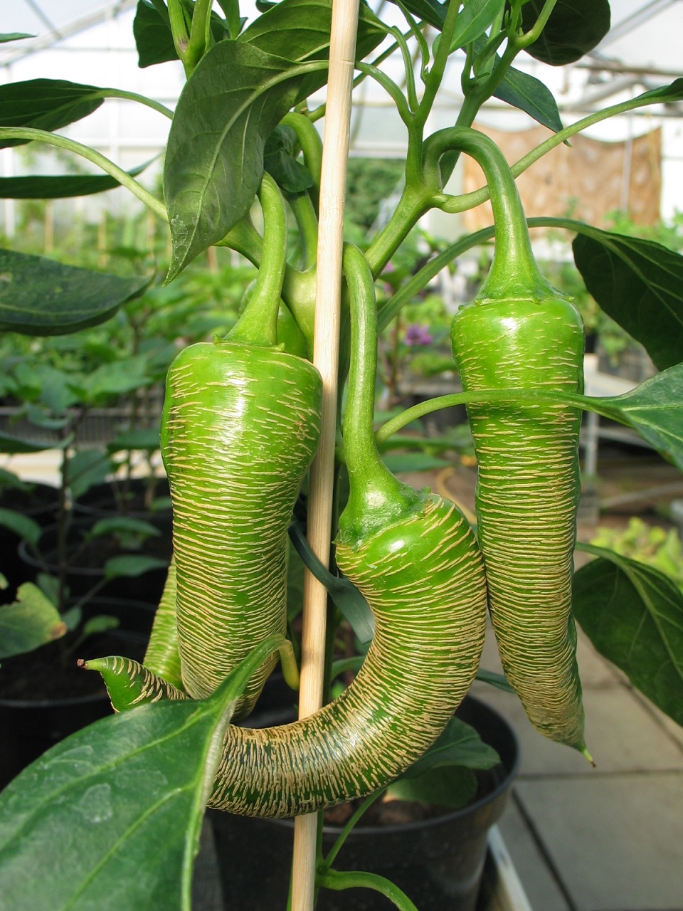 Himmelreichkräuter - Chili "Elefant" (Pflanze)